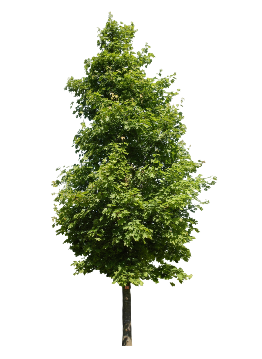 Maple, Emerald Queen Norway (Acer Platanoides ‘Emerald Queen ...