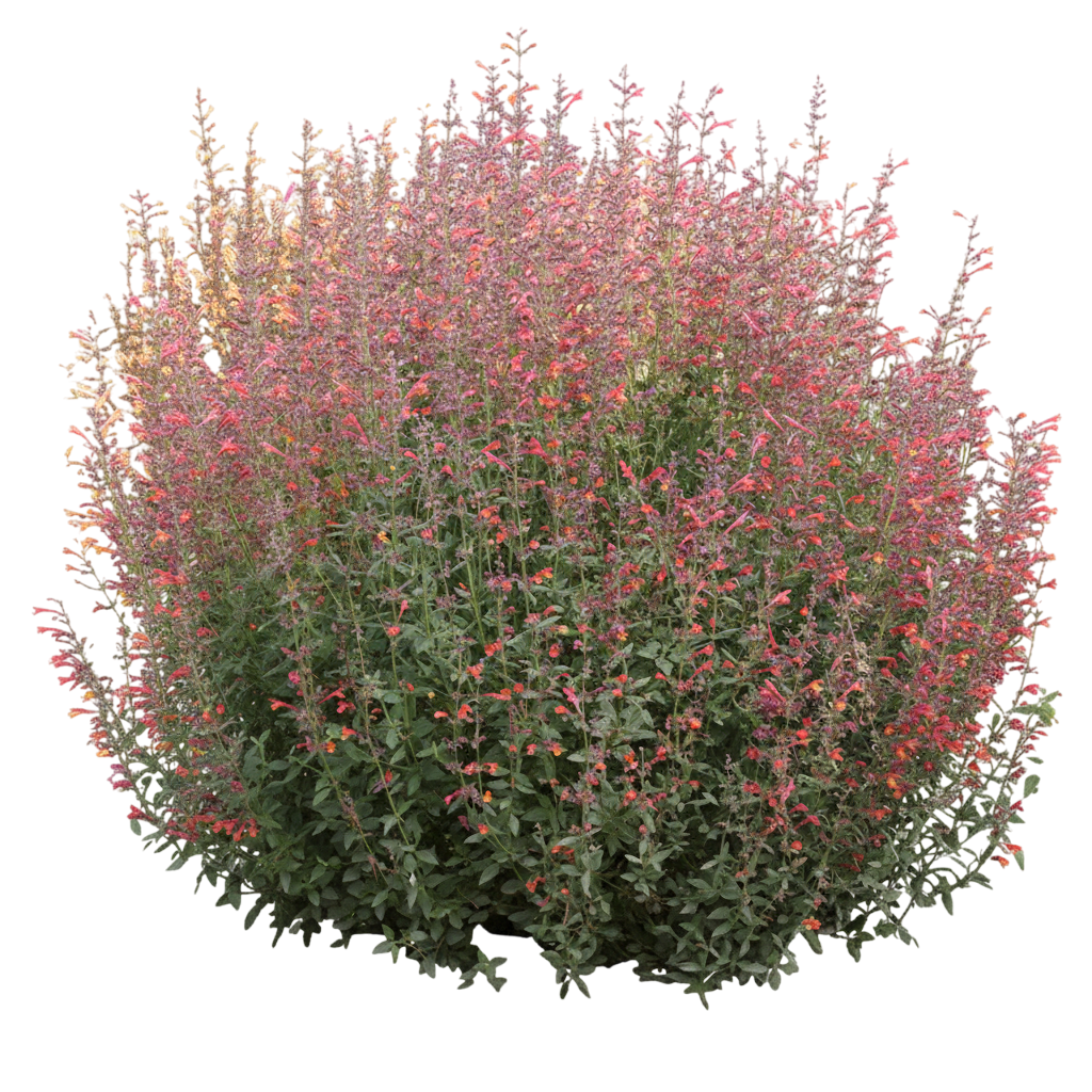 Hyssop, Coronado Red (Agastache Aurantiaca 'Pstessene') - Growing Guide ...