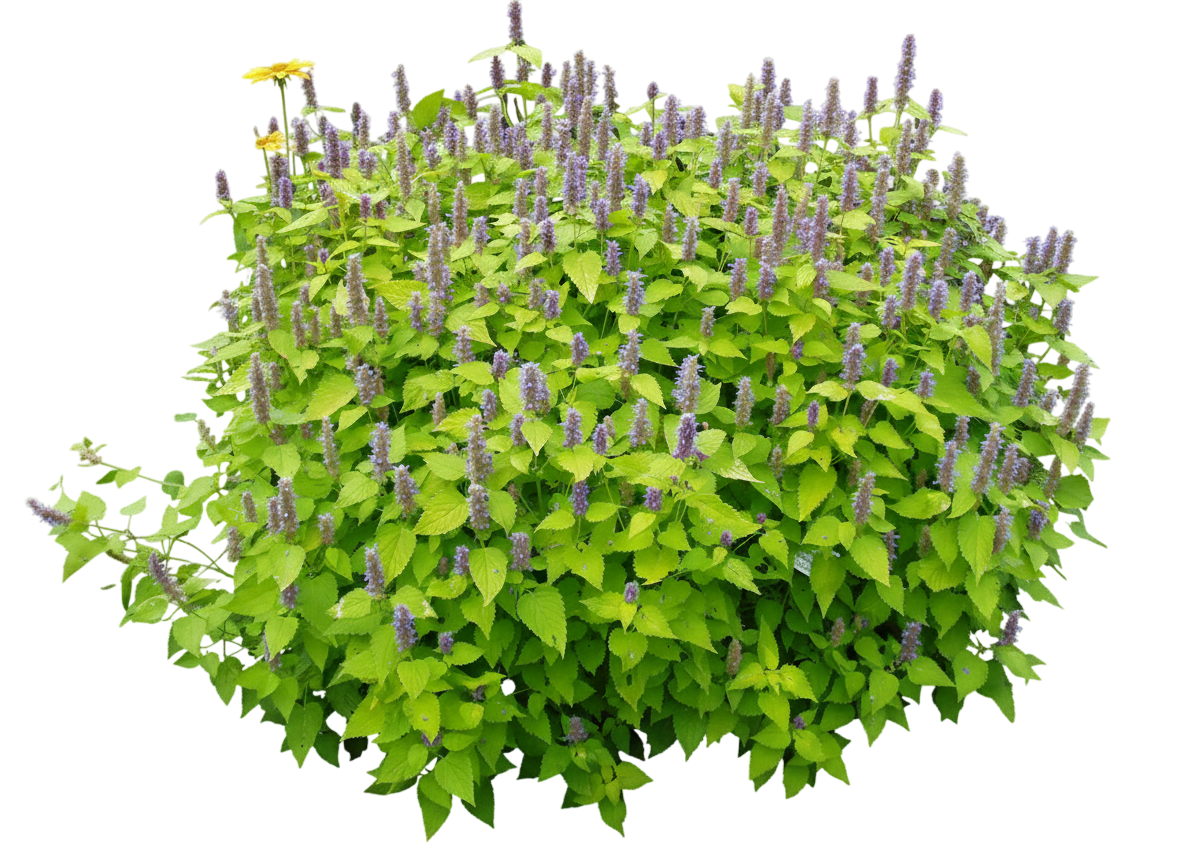 Anise Hyssop (Agastache F. 'Golden Jubilee') - Growing Guide ...