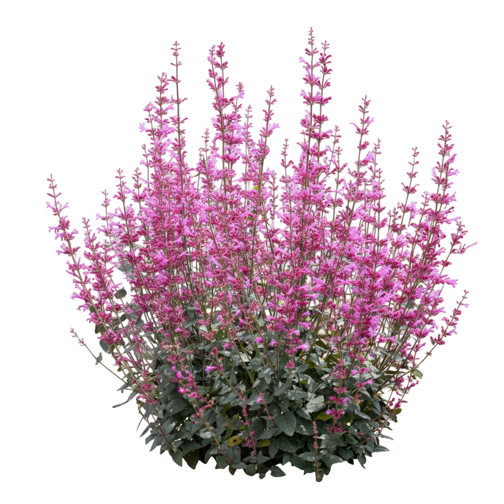 Hummingbird Mint (Agastache Meant To Bee™ 'Royal Raspberry') - Growing ...