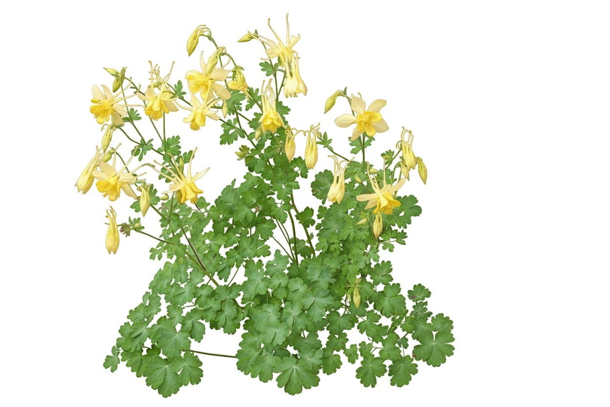 Columbine, Yellow Queen (Aquilegia Chrysantha 'Yellow Queen') - Growing ...