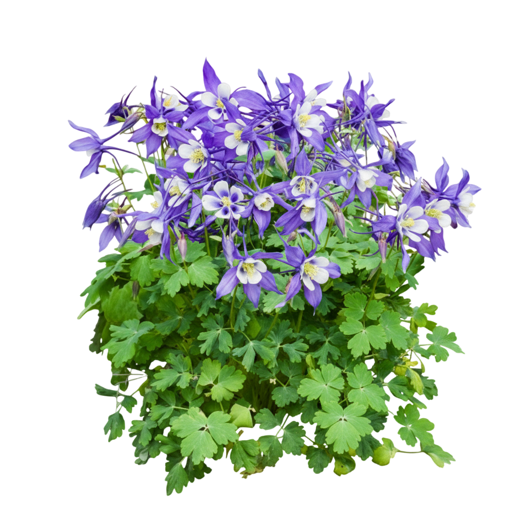 Columbine, Origami Blue And White (Aquilegia X Caerulea 'Origami Blue ...