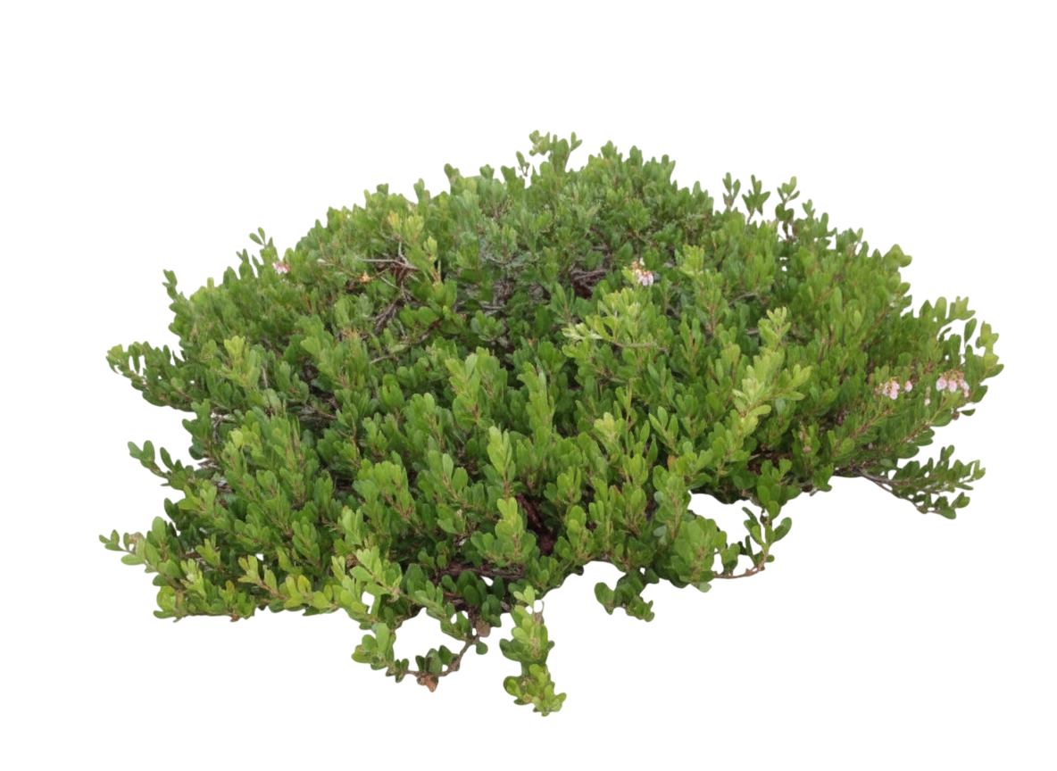Manzanita, Chieftain (Arctostaphylos X Coloradensis 'Chieftain ...
