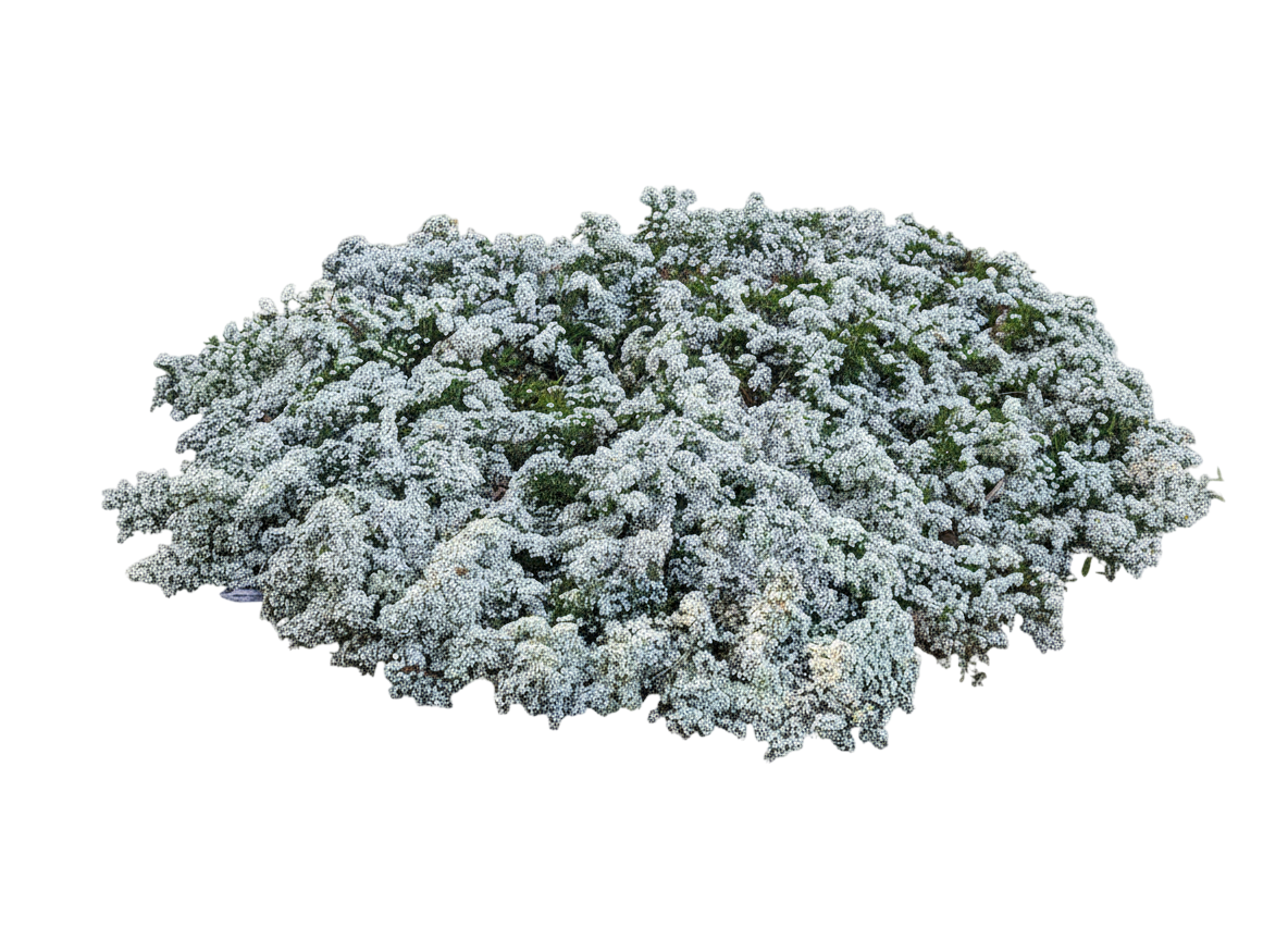 White Heath Aster (Aster Ericoides 'Snow Flurry') - Growing Guide ...