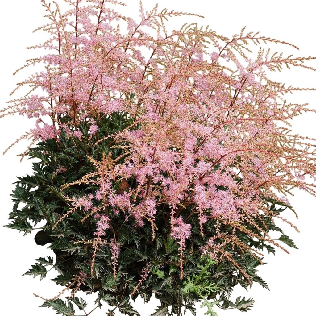 False Spirea (Astilbe Simplicifolia 'Sprite') - Growing Guide ...