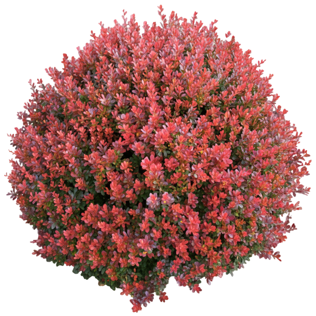 Barberry, Crimson Pygmy (Berberis Thunbergii ‘Crimson Pygmy’) - Growing ...