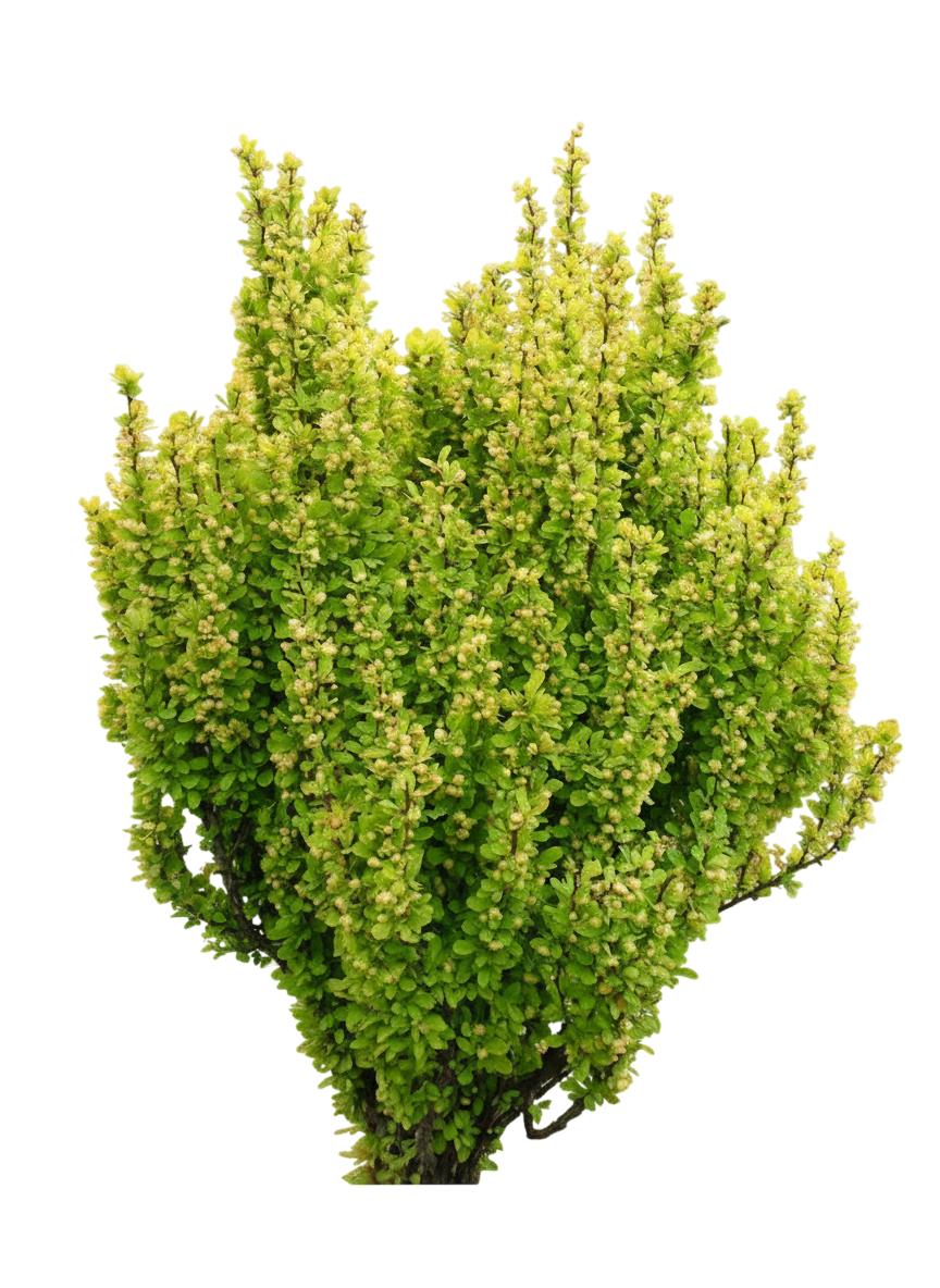 Barberry, Golden Rocket (Berberis Thunbergii 'Golden Rocket') - Growing Guide | Neighborbrite