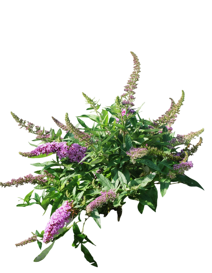 Butterfly Bush (Buddleia Pugster® Amethyst) - Growing Guide | Neighborbrite