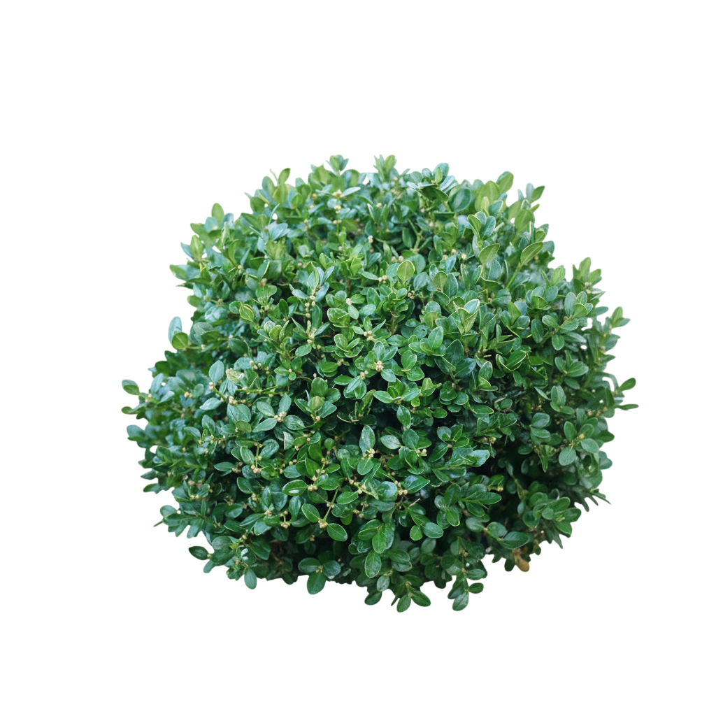 Winter Gem Boxwood (Buxus Microphylla Var. Japonica 'Winter Gem ...