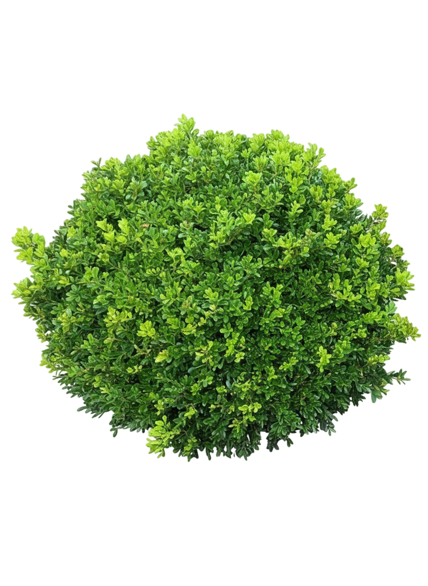 Boxwood (Buxus Newgen Independence®) - Growing Guide | Neighborbrite