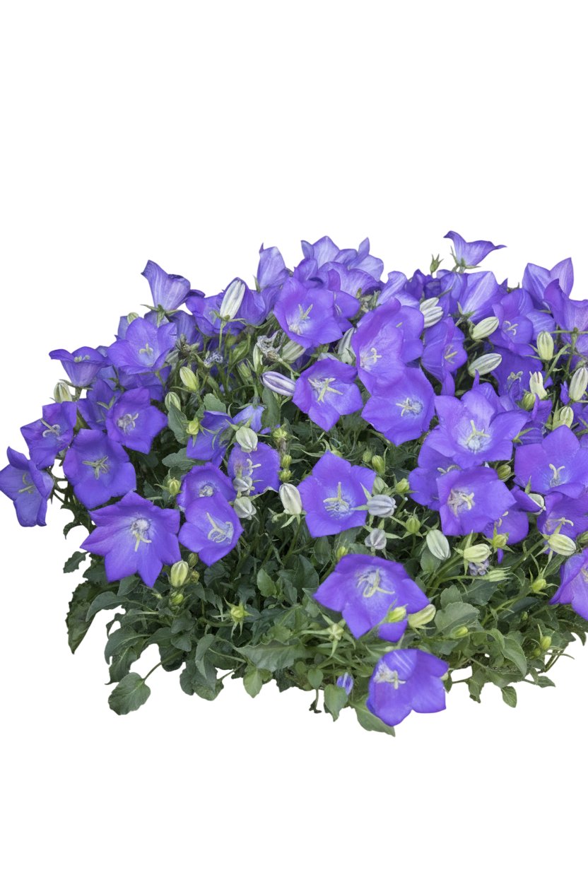 Bellflower, Blue Clips (Campanula Carpatica 'Blue Clips') - Growing ...