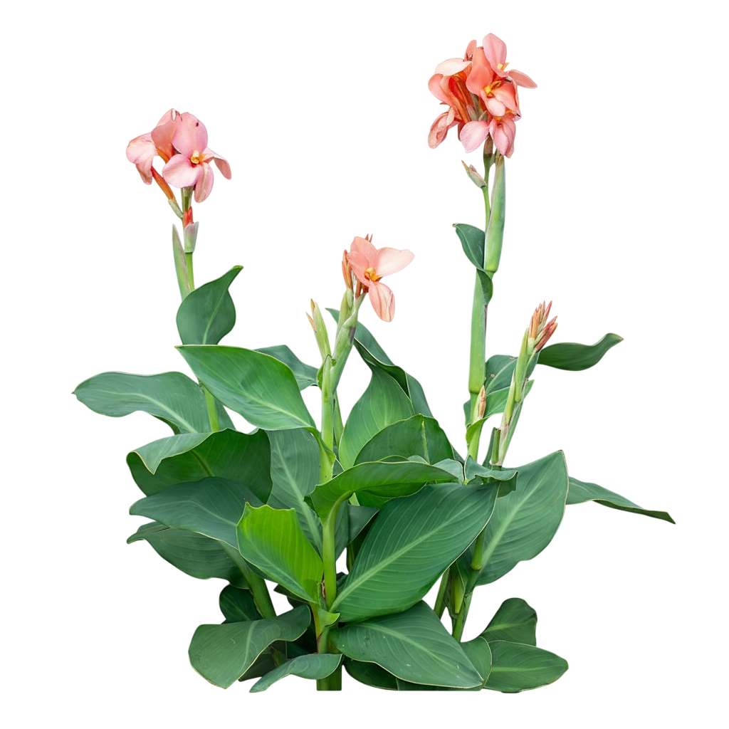 Canna Lily (Canna Cannova® Mango) - Growing Guide | Neighborbrite