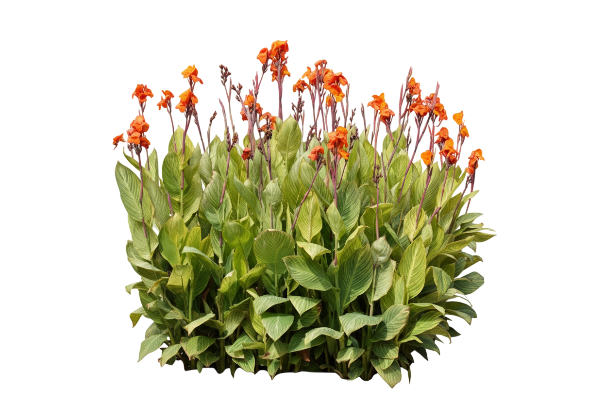 Dwarf Canna Lily, Bengal Tiger Lily (Canna 'Pretoria') - Growing Guide ...