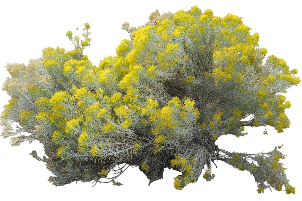 Rabbitbrush, Dwarf Blue (Chrysothamnus (Ericameria) Nauseosus Var ...