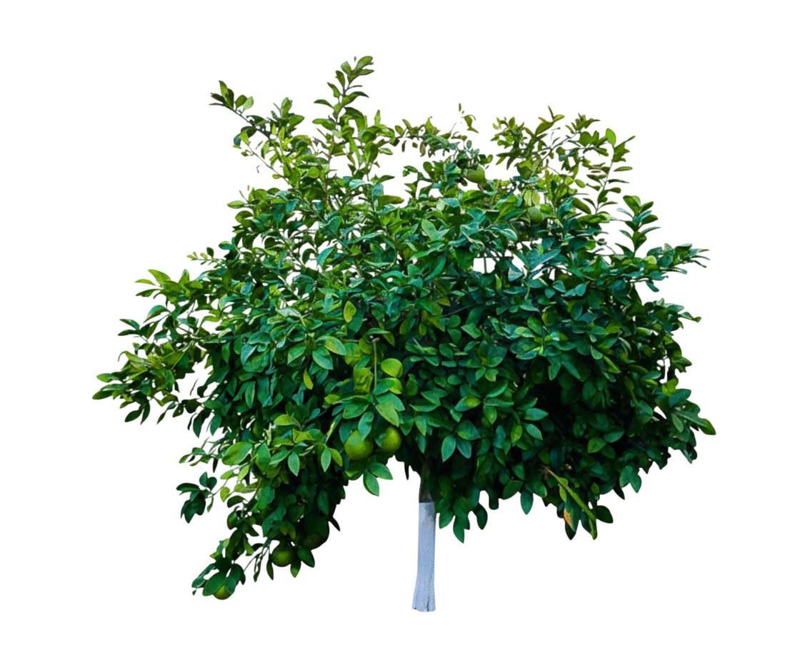 Key Lime Shrub (Citrus Aurantifolia) - Growing Guide | Neighborbrite