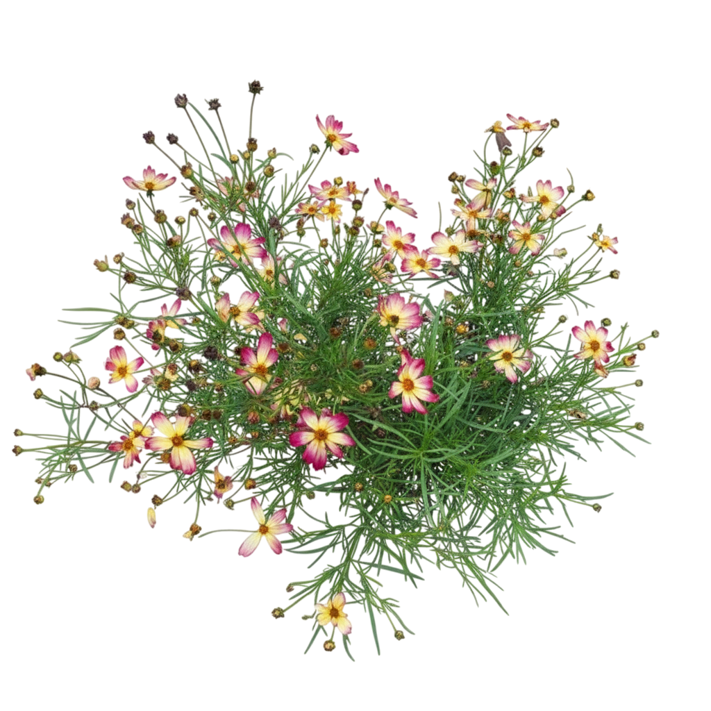 Tickseed (Coreopsis Fall Sensation™ 'Vermillion') - Growing Guide ...