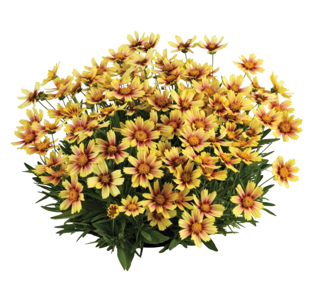 Tickseed, 'Solanna Sunset Burst' (Coreopsis Grandiflora 'Solanna Sunset ...