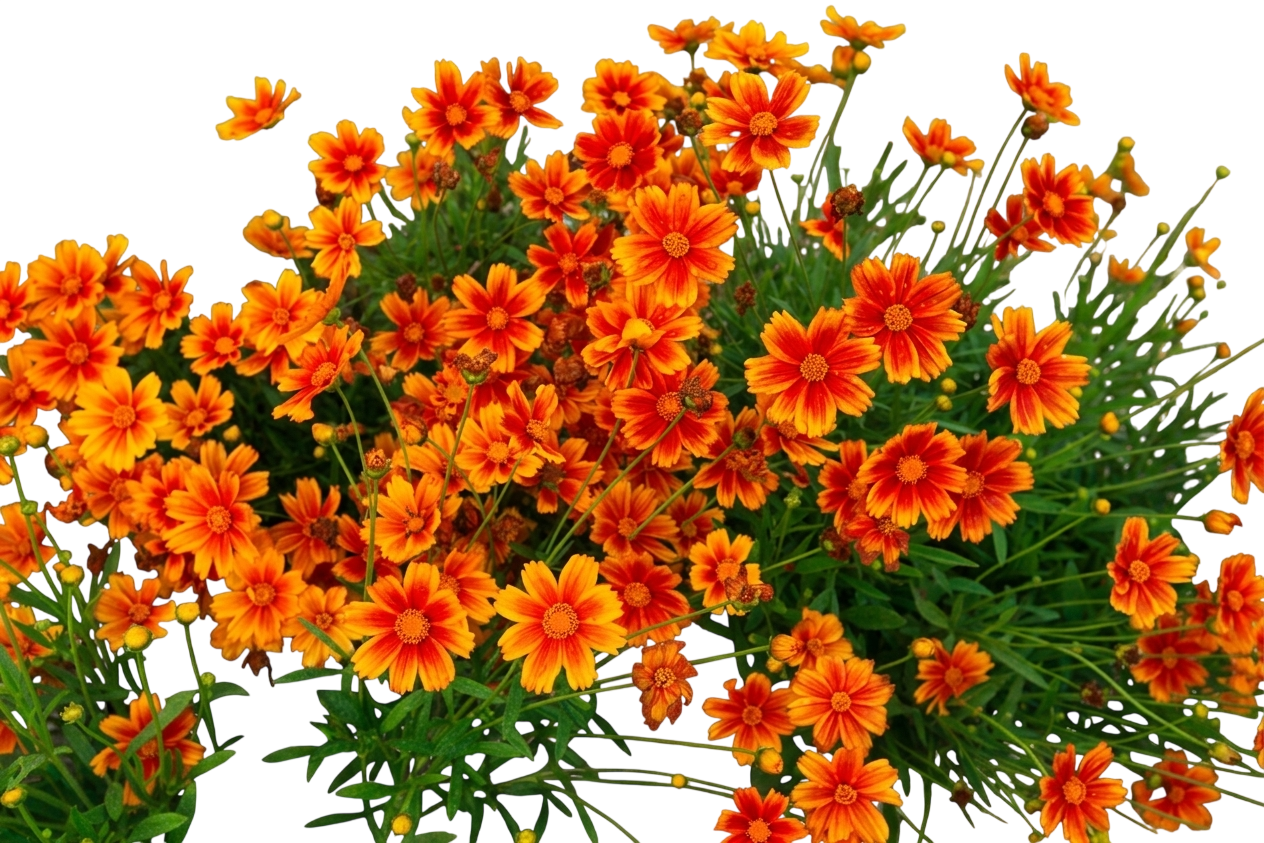 Tickseed (Coreopsis X Lired Elf 'L Bang ') - Growing Guide | Neighborbrite