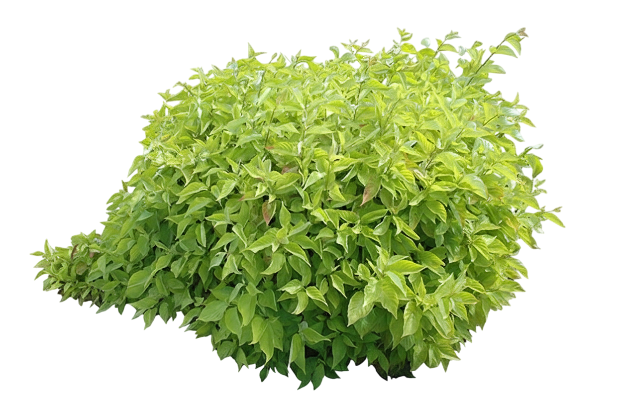 Dogwood, Prairie Fire (Cornus Alba 'Prairie Fire') - Growing Guide ...