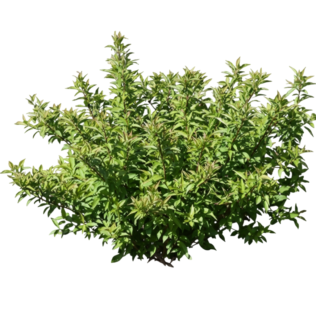 Dogwood, Red Gnome (Cornus Alba 'Red Gnome') - Growing Guide ...