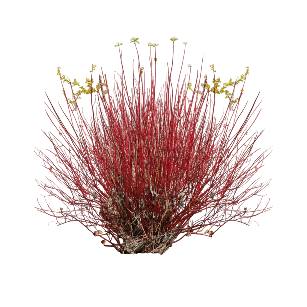 Red-Twig Dogwood (Cornus Sericea Arctic Fire® Red) - Growing Guide ...