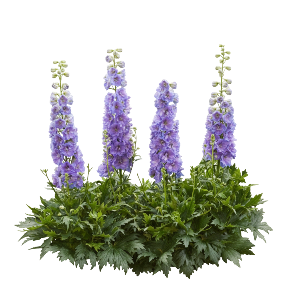 Larkspur (Delphinium Delgenius™ 'Kingsley') - Growing Guide | Neighborbrite