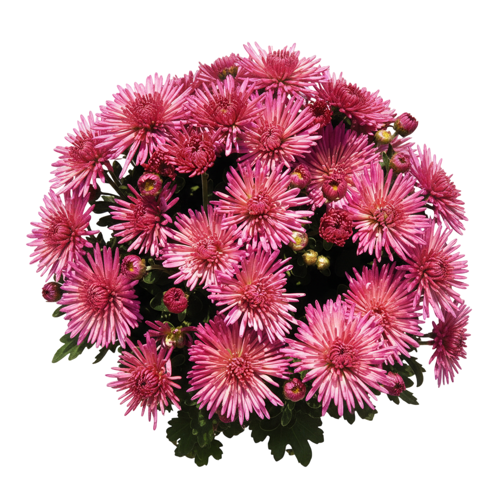 Mum, Fireworks Igloo (Dendranthema 'Fireworks Igloo') - Growing Guide ...