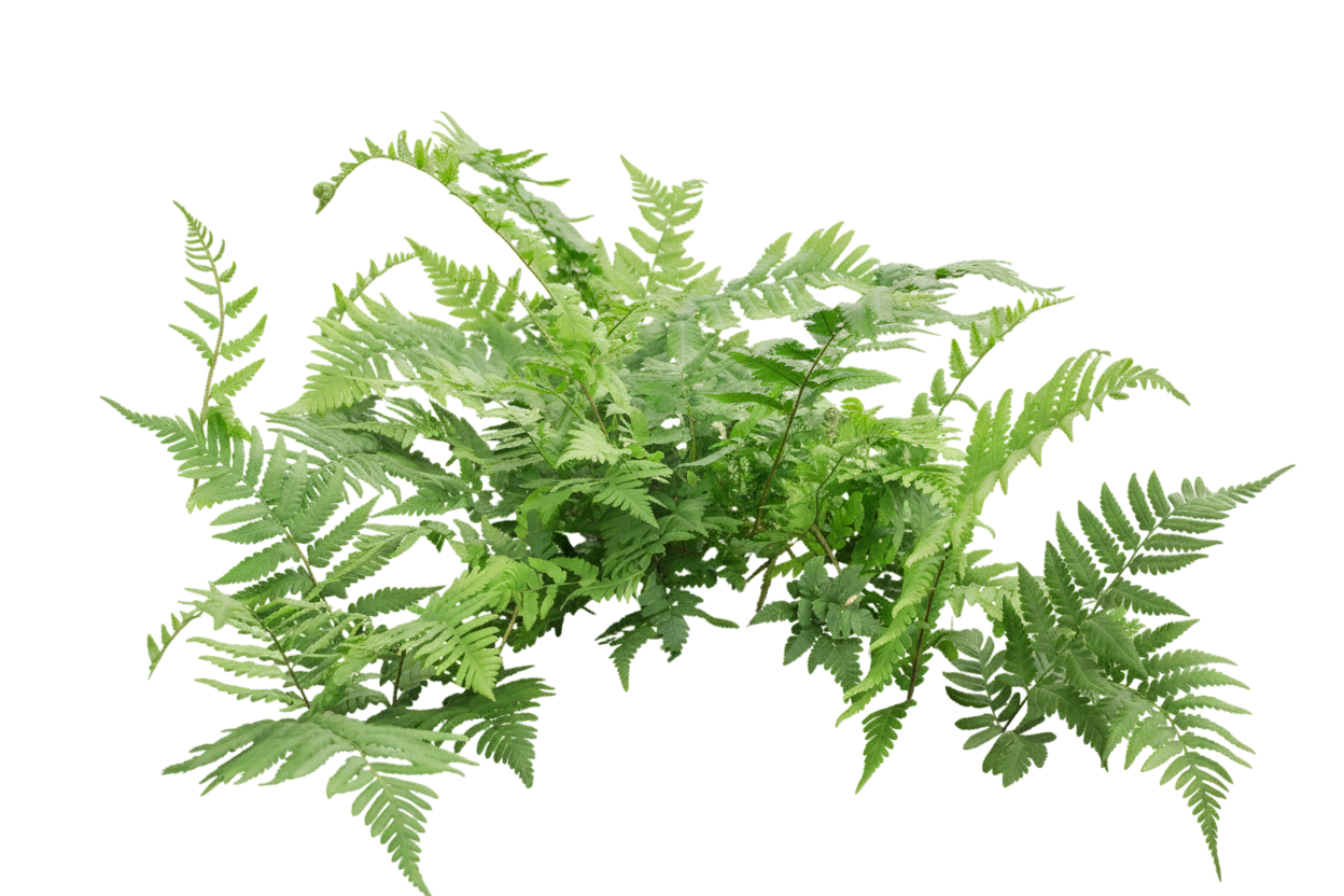 Dixie Wood Fern (Dryopteris X Australis) - Growing Guide | Neighborbrite