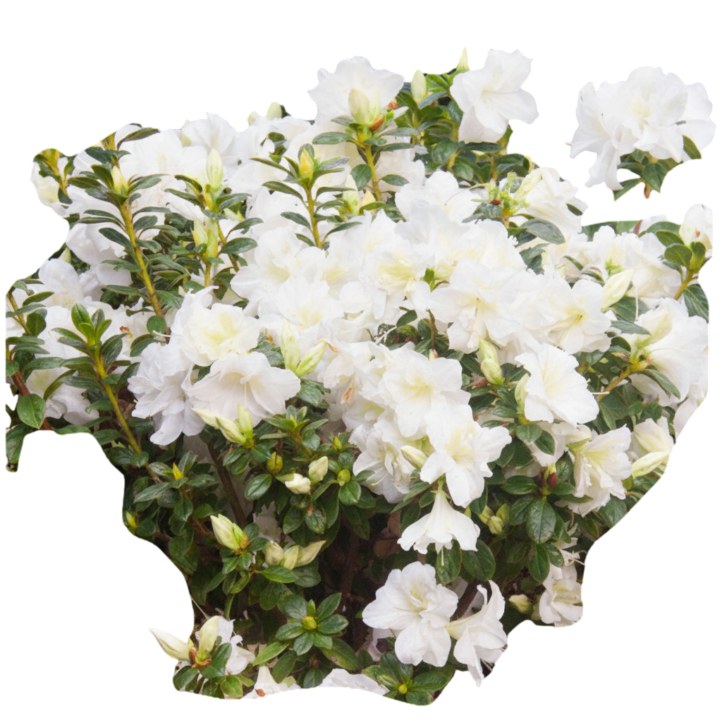 Rhododendron Hybrid (Encore Azalea Autumn Moonlight®) - Growing Guide ...
