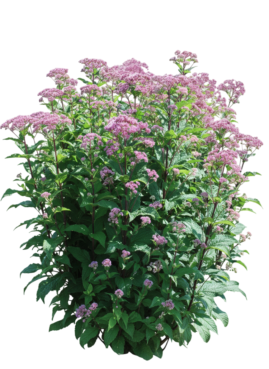 Dwarf Joe Pye Weed (Eupatorium Dubium 'Little Joe') - Growing Guide ...