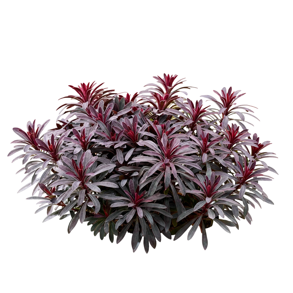 Purple Wood Spurge (Euphorbia Xs Merlot' 'Miner') - Growing Guide ...