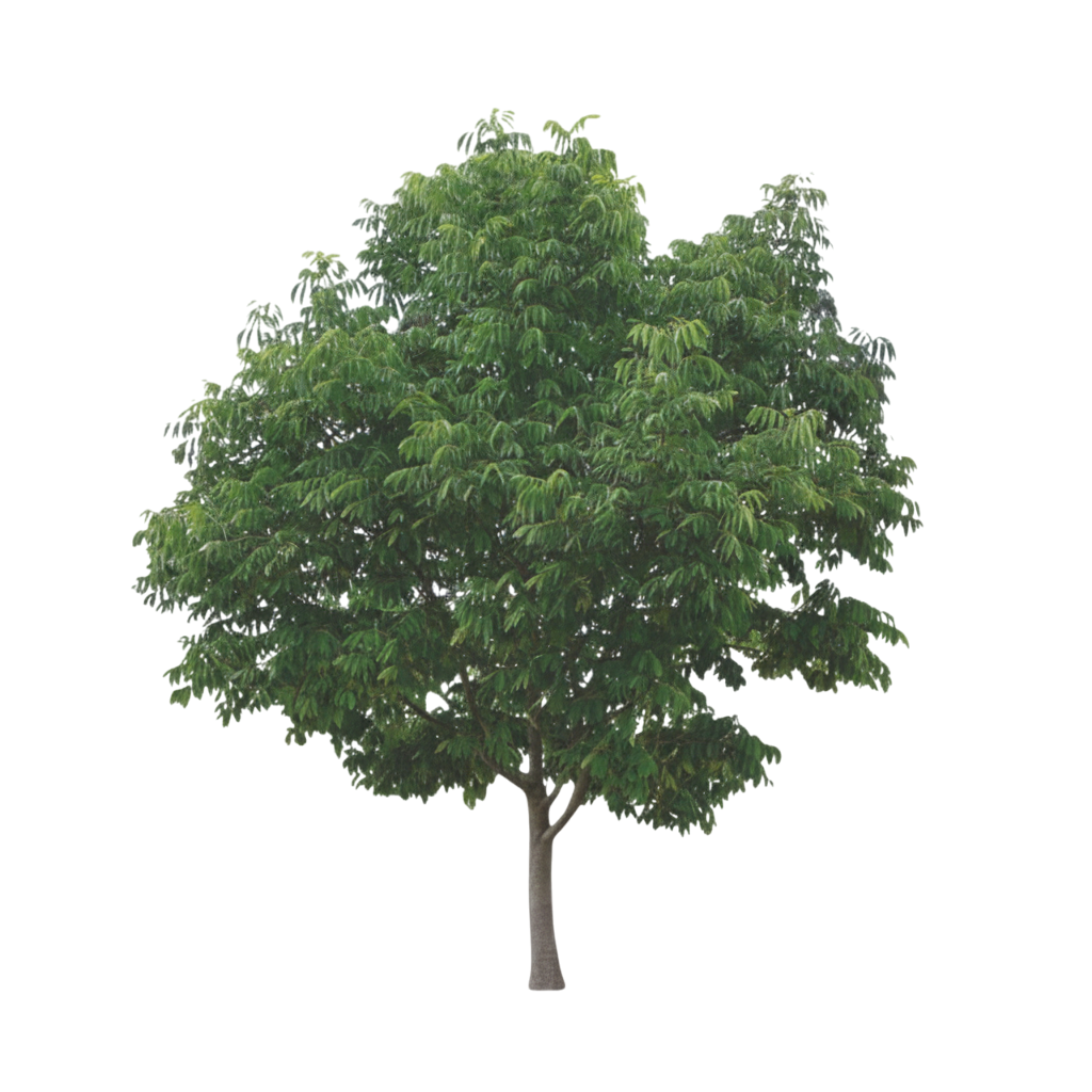 Ash, Urbanite (Fraxinus Pennsylvanica ‘Urbanite’) - Growing Guide ...