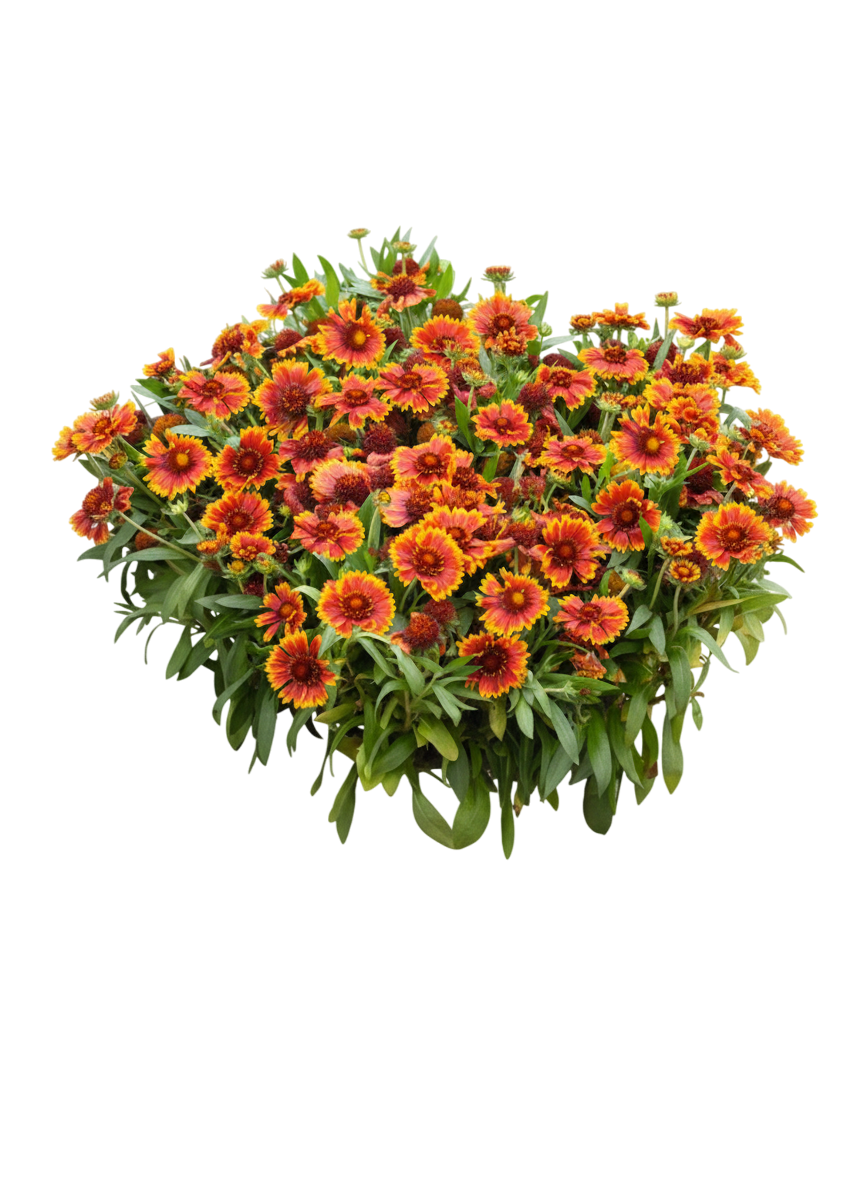 Blanket Flower (Gaillardia Spintop™ 'Orange Halo') - Growing Guide ...