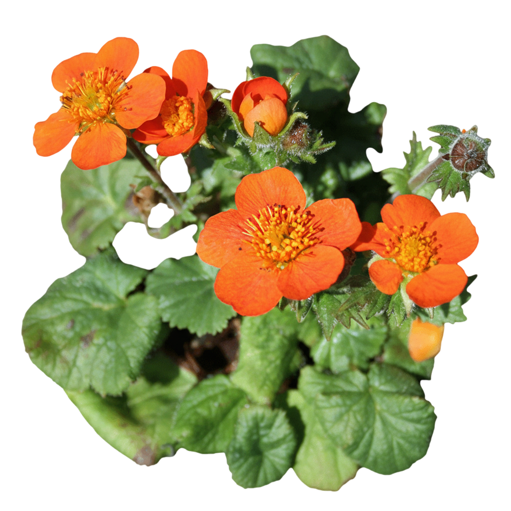 Avens (Geum Coccineum 'Koi') - Growing Guide | Neighborbrite