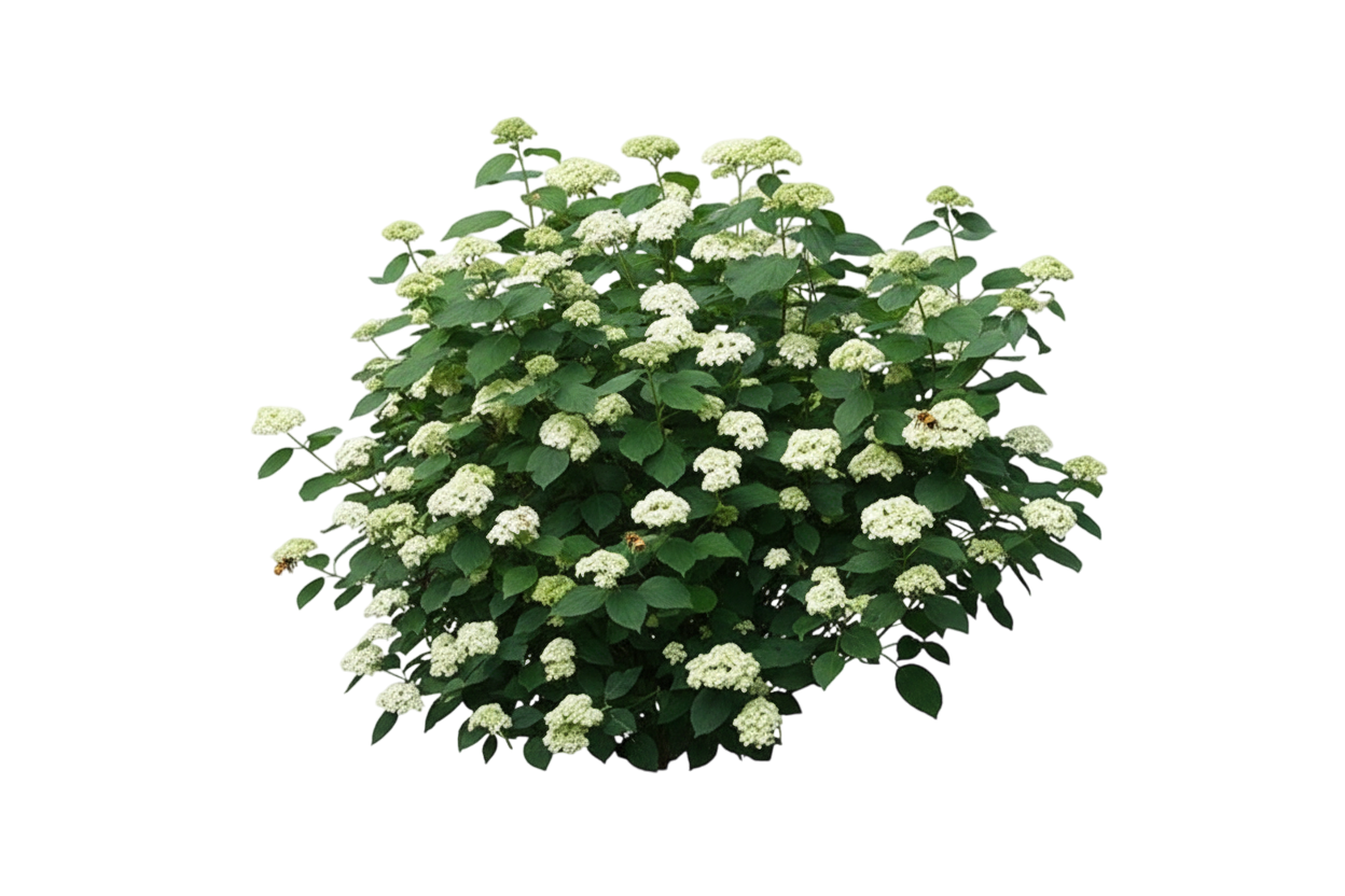 Hydrangea, Bee Friendly (Hydrangea Arborescens 'Bee Friendly ...