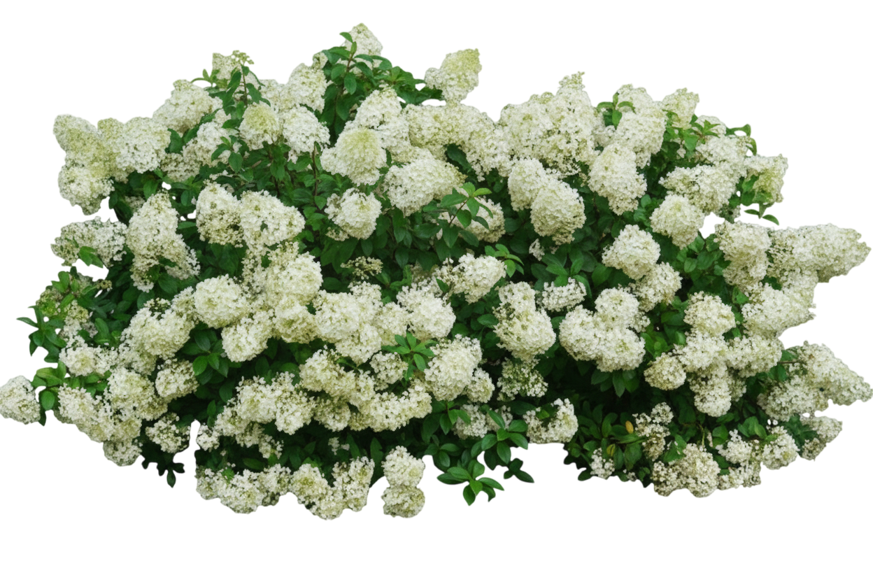 Panicle Hydrangea (Hydrangea Paniculata Bobo®) - Growing Guide ...