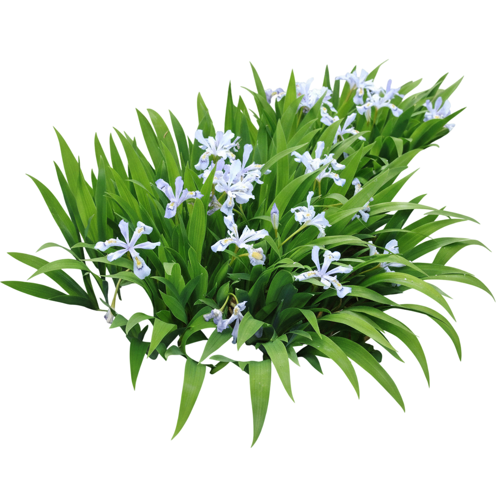 Dwarf Crested Iris (Iris Cristata 'Powder Blue Giant') - Growing Guide ...