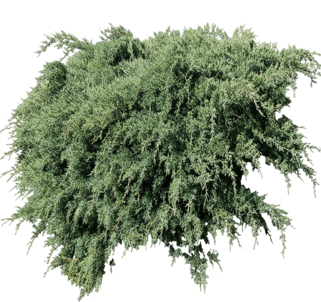 Juniper, Armstrong (Juniperus Chinensis 'Armstrongii') - Growing Guide ...