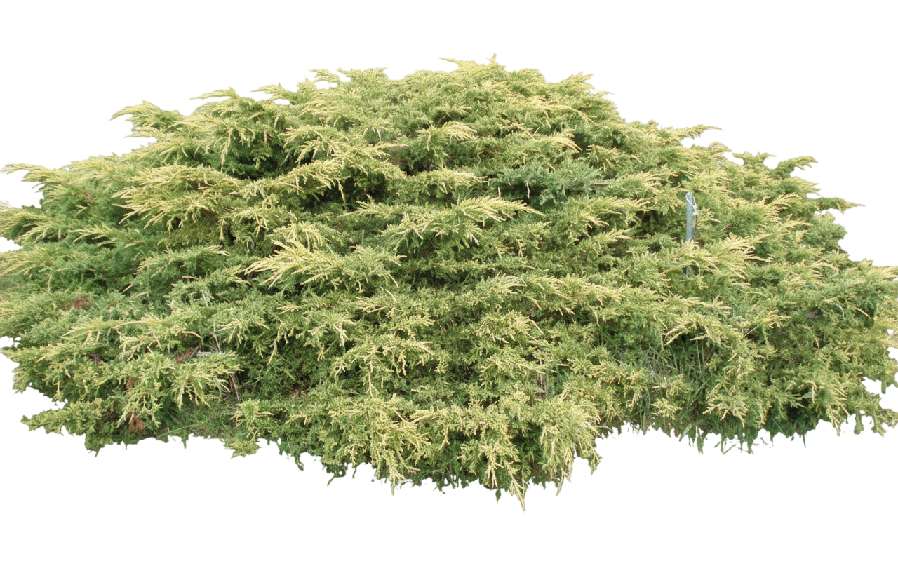 Juniper, Gold Lace (Juniperus Chinensis 'Gold Lace') - Growing Guide ...