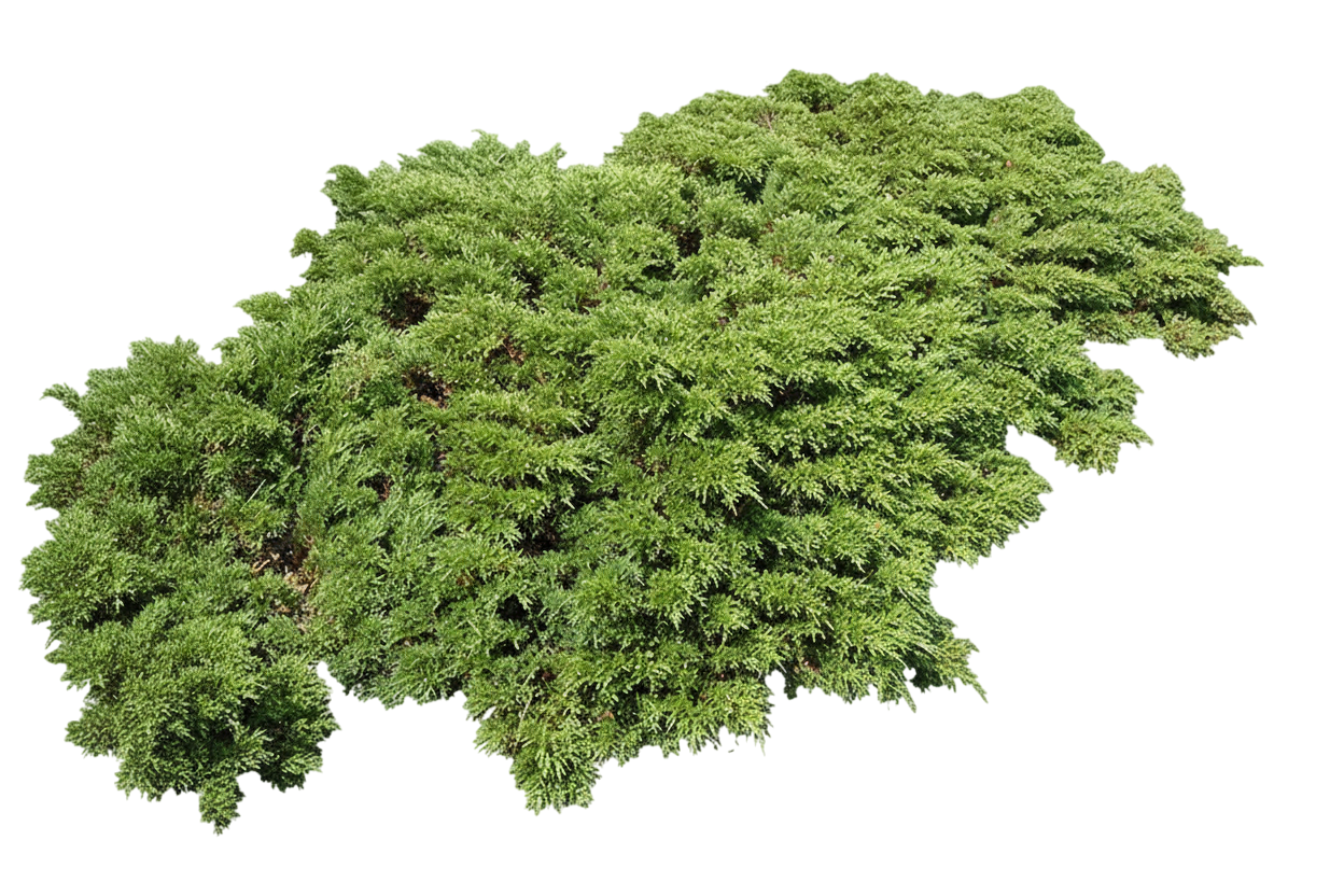 Juniper, Mini Arcadia (Juniperus Sabina 'Mini Arcadia') - Growing Guide ...