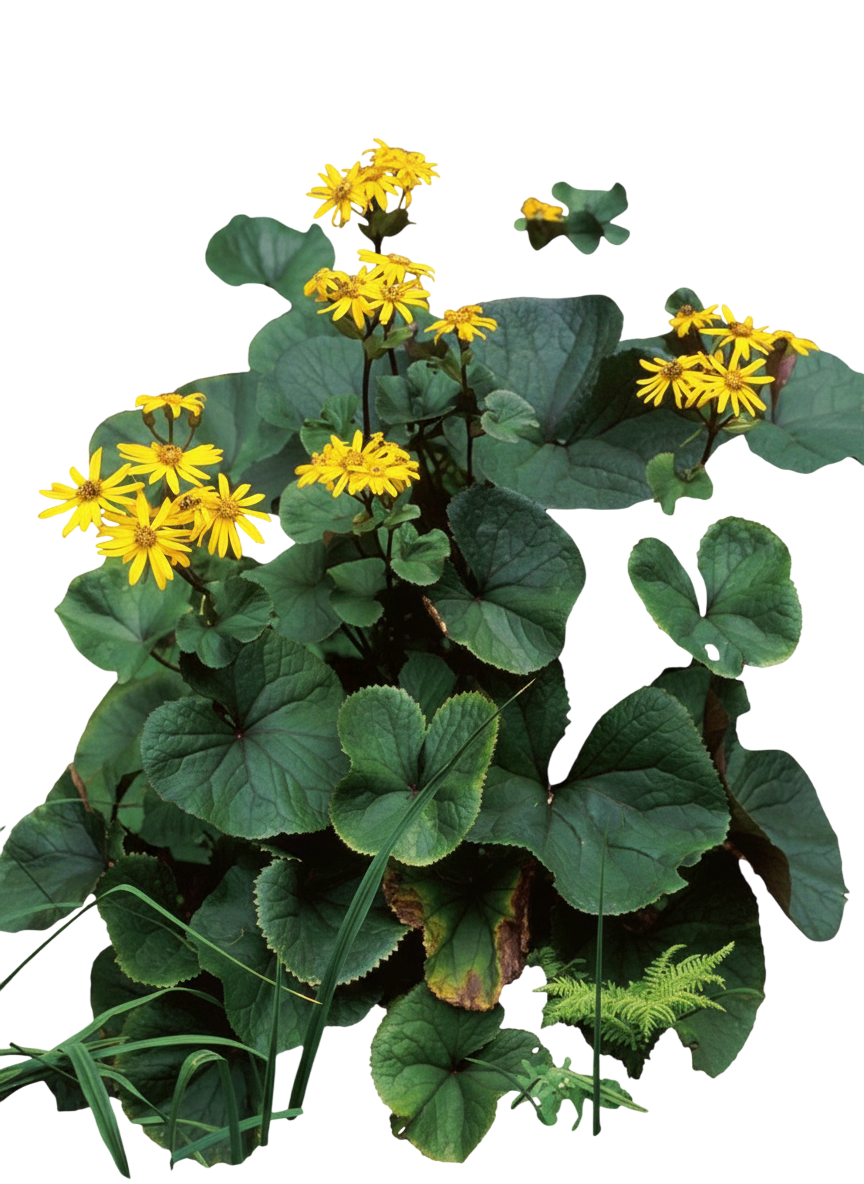 Ligularia (Ligularia Dentata 'Desdemona') - Growing Guide | Neighborbrite