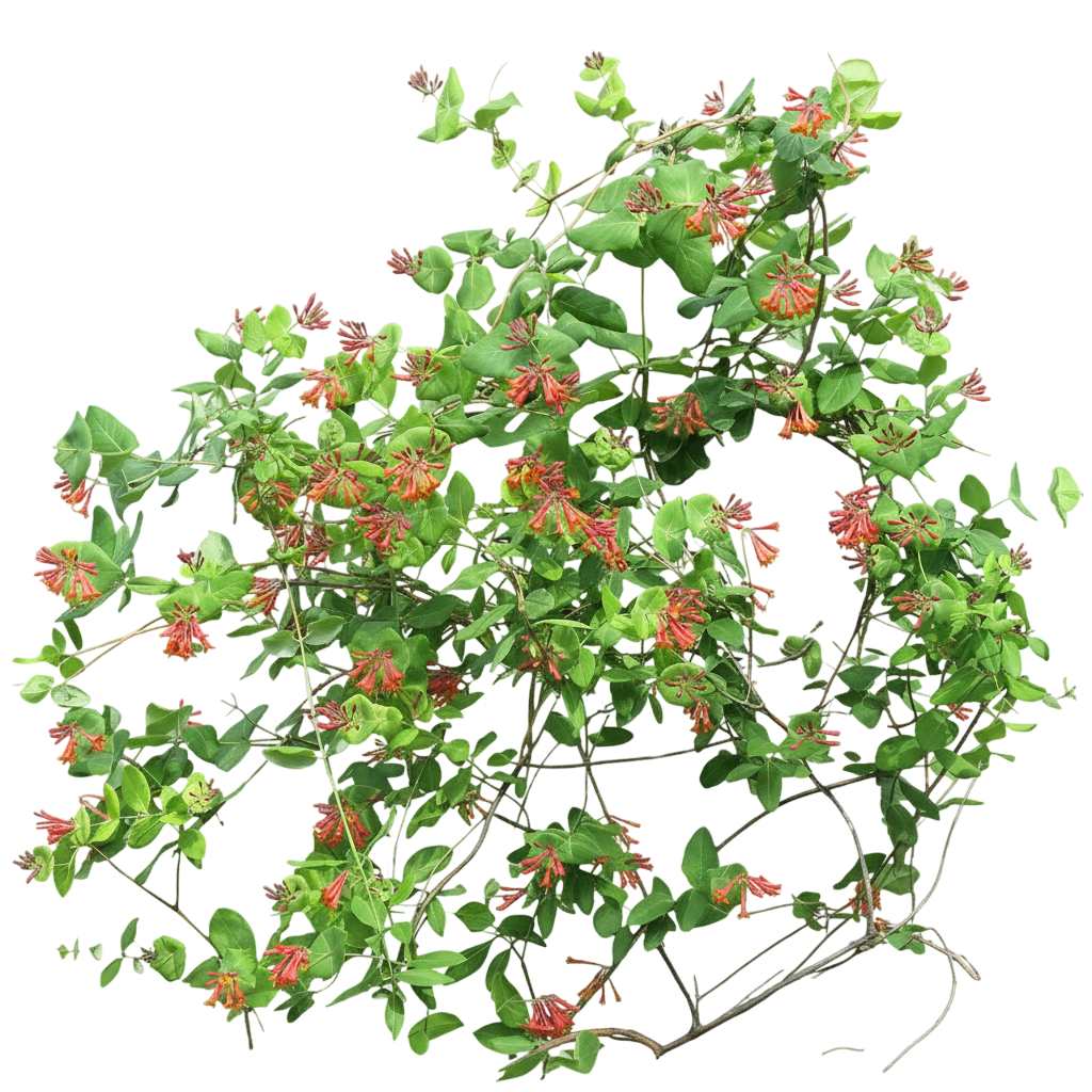 Honeysuckle, Major Wheeler (Lonicera Brownii, Major Wheeler) - Growing ...