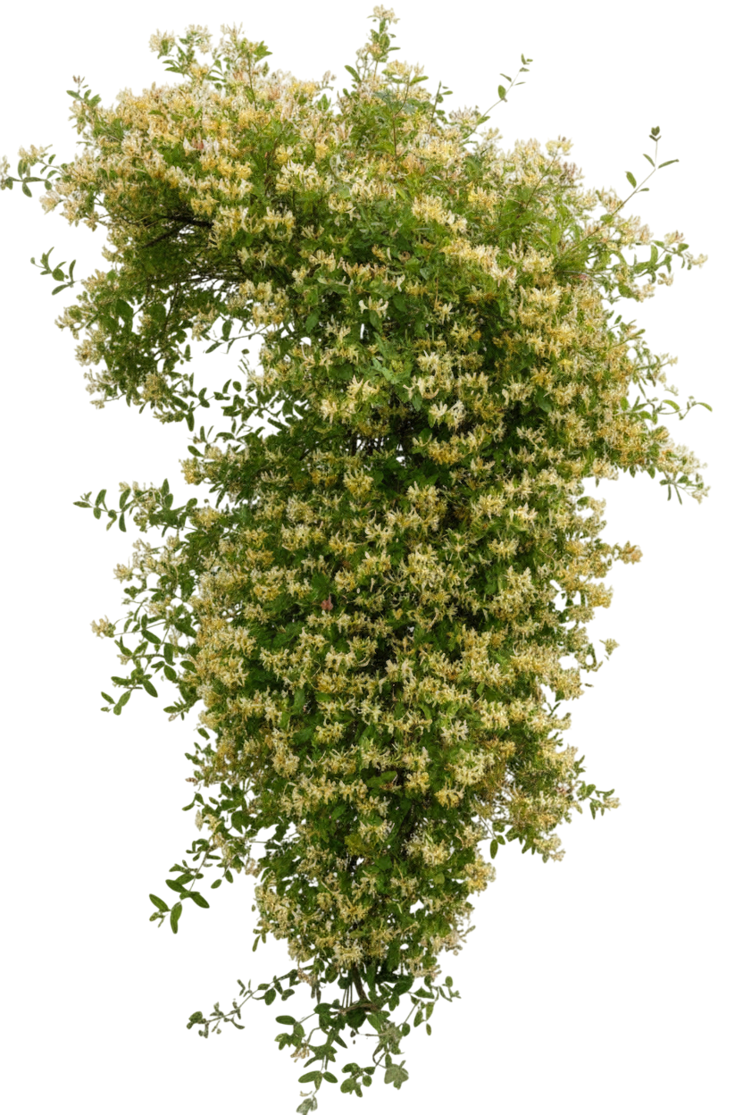 Honeysuckle, Graham Thomas (Lonicera Periclymenum ‘Graham Thomas ...