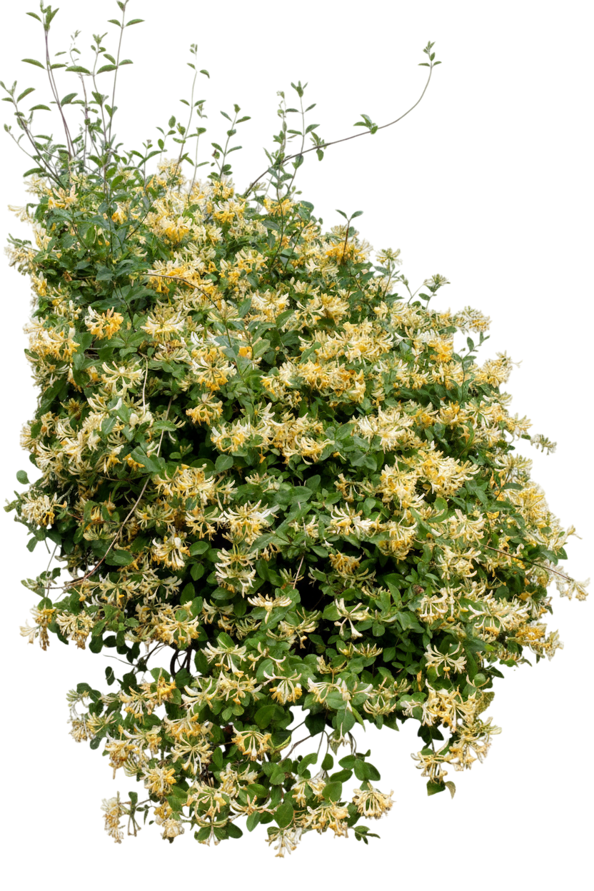 Graham Thomas Honeysuckle (Lonicera Periclymenum 'Graham Thomas ...