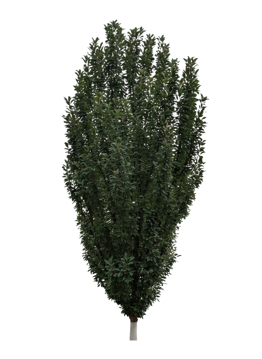 Crabapple, Emerald Spire (Malus ‘Emerald Spire’) - Growing Guide ...