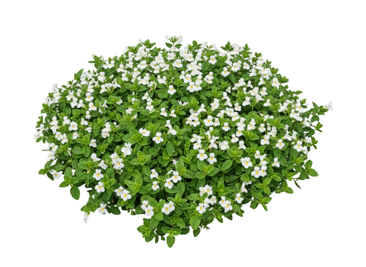 Creeping White Mazus (Mazus Reptans 'Albus') - Growing Guide ...
