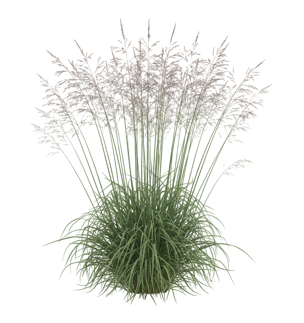 Tall Purple Moor Grass (Molinia A. 'Skyracer') - Growing Guide ...