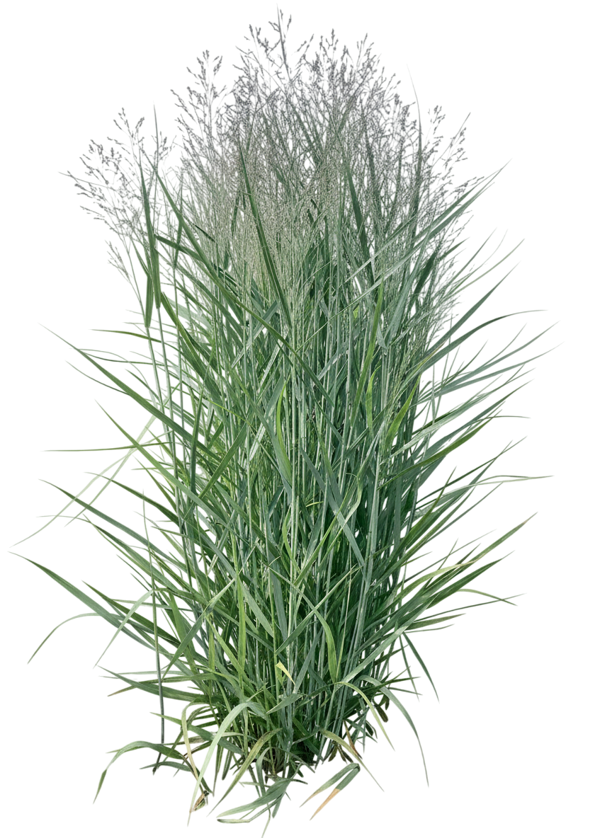 Prairie Dog Switchgrass (Panicum Virgatum ‘Prairie Dog) - Growing Guide ...