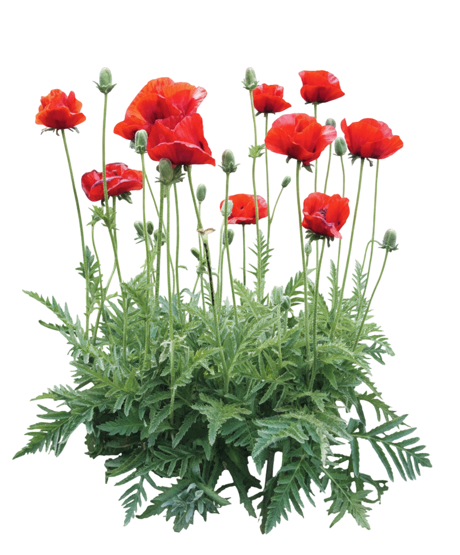 Poppy, Oriental, Brilliant (Papaver Orientale 'Brilliant') - Growing ...