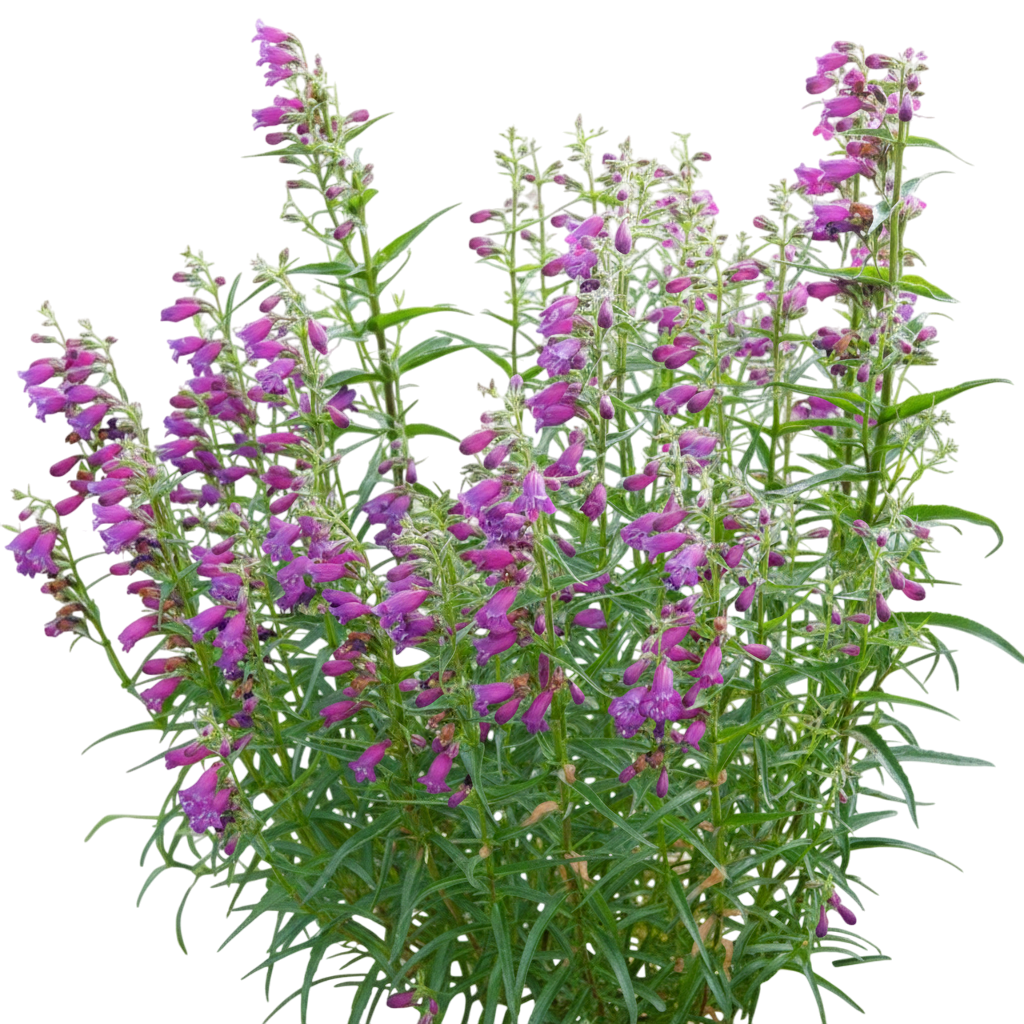Beardtongue, Pike'S Peak Purple (Penstemon Mexicali Speak Purple 'Pike ...